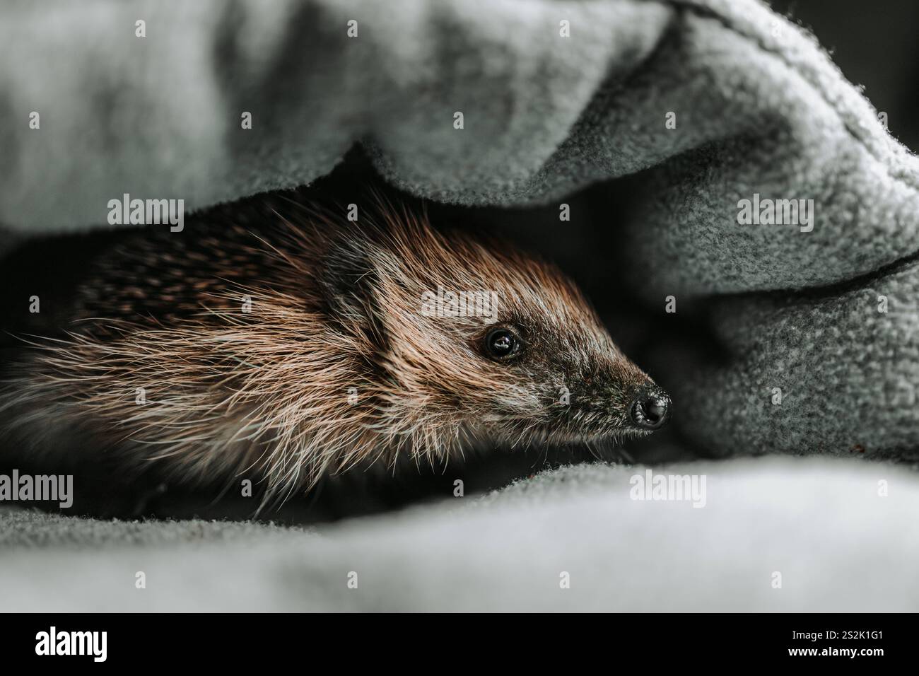Europähischer Braunbrustiegel Der Igel befand sich zum Zeitpunkt der ...