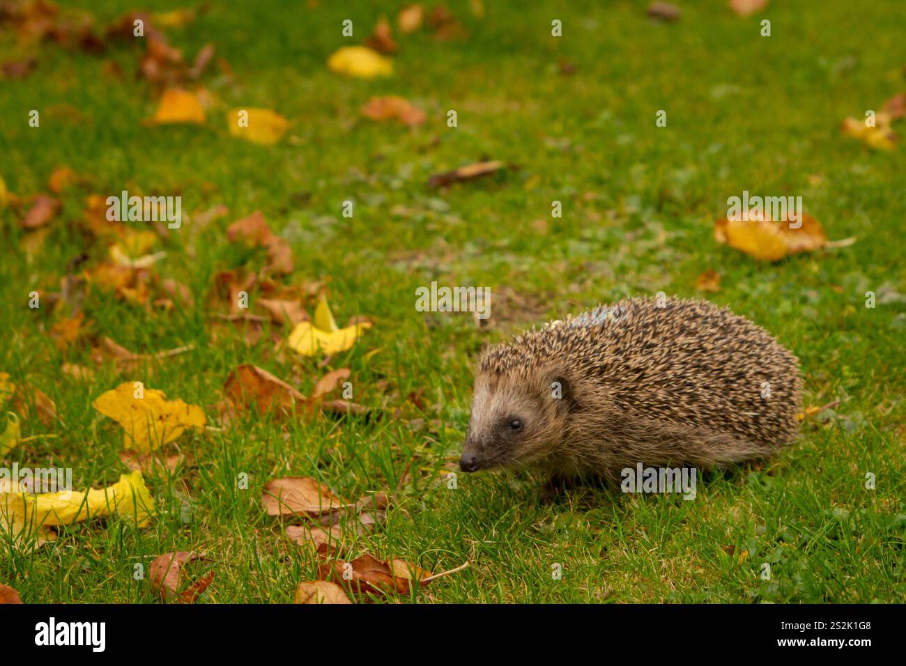 Europähischer Braunbrustiegel Der Igel befand sich zum Zeitpunkt der ...
