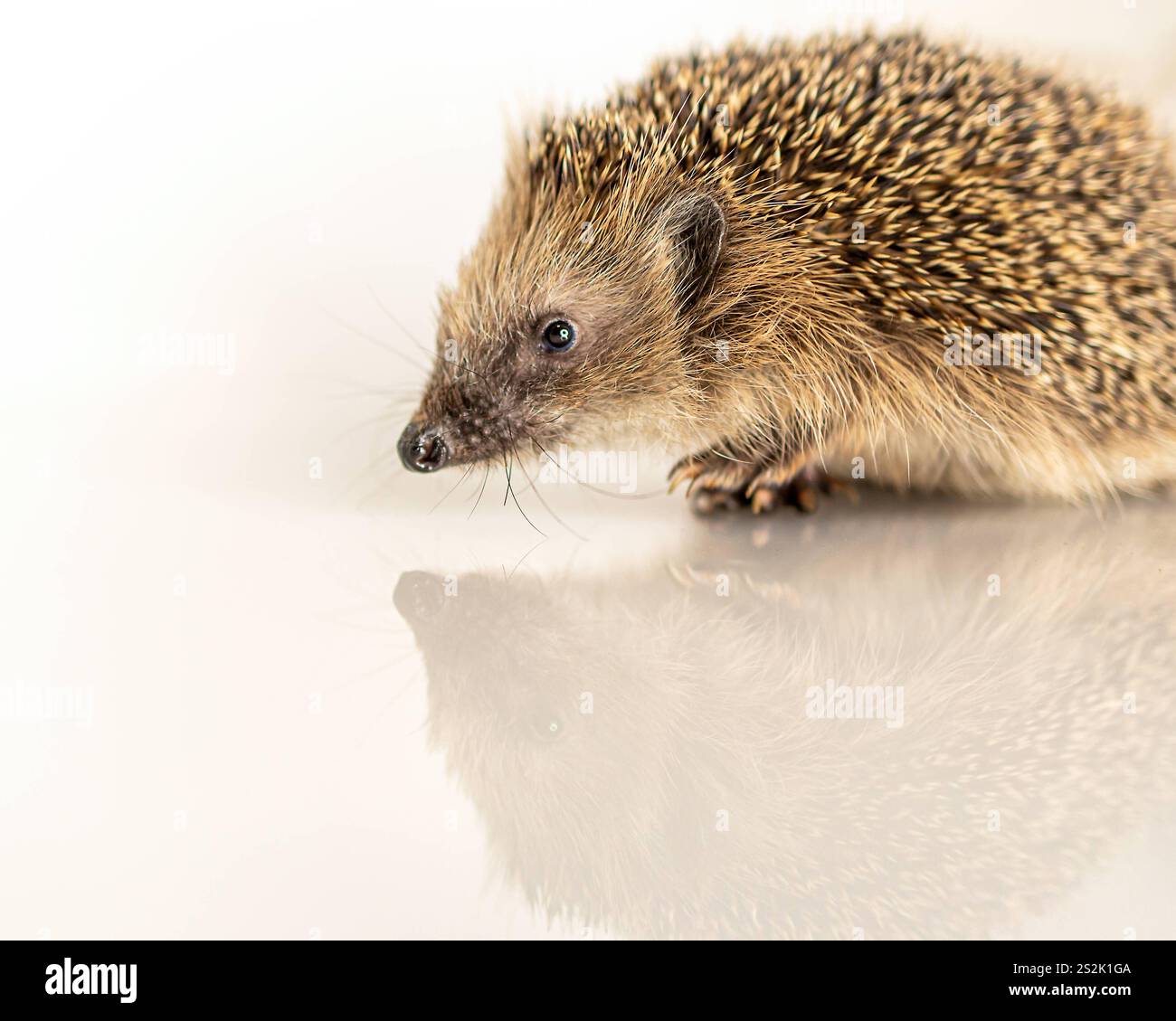 Europähischer Braunbrustiegel Der Igel befand sich zum Zeitpunkt der ...