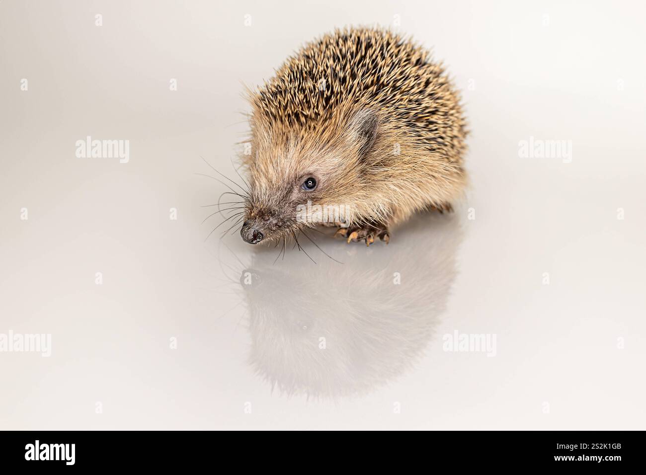 Europähischer Braunbrustiegel Der Igel befand sich zum Zeitpunkt der ...