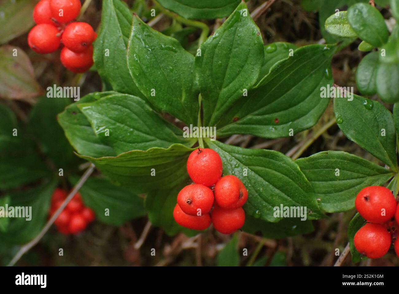 Western Bunchberry (Cornus unalaschkensis Stock Photo - Alamy
