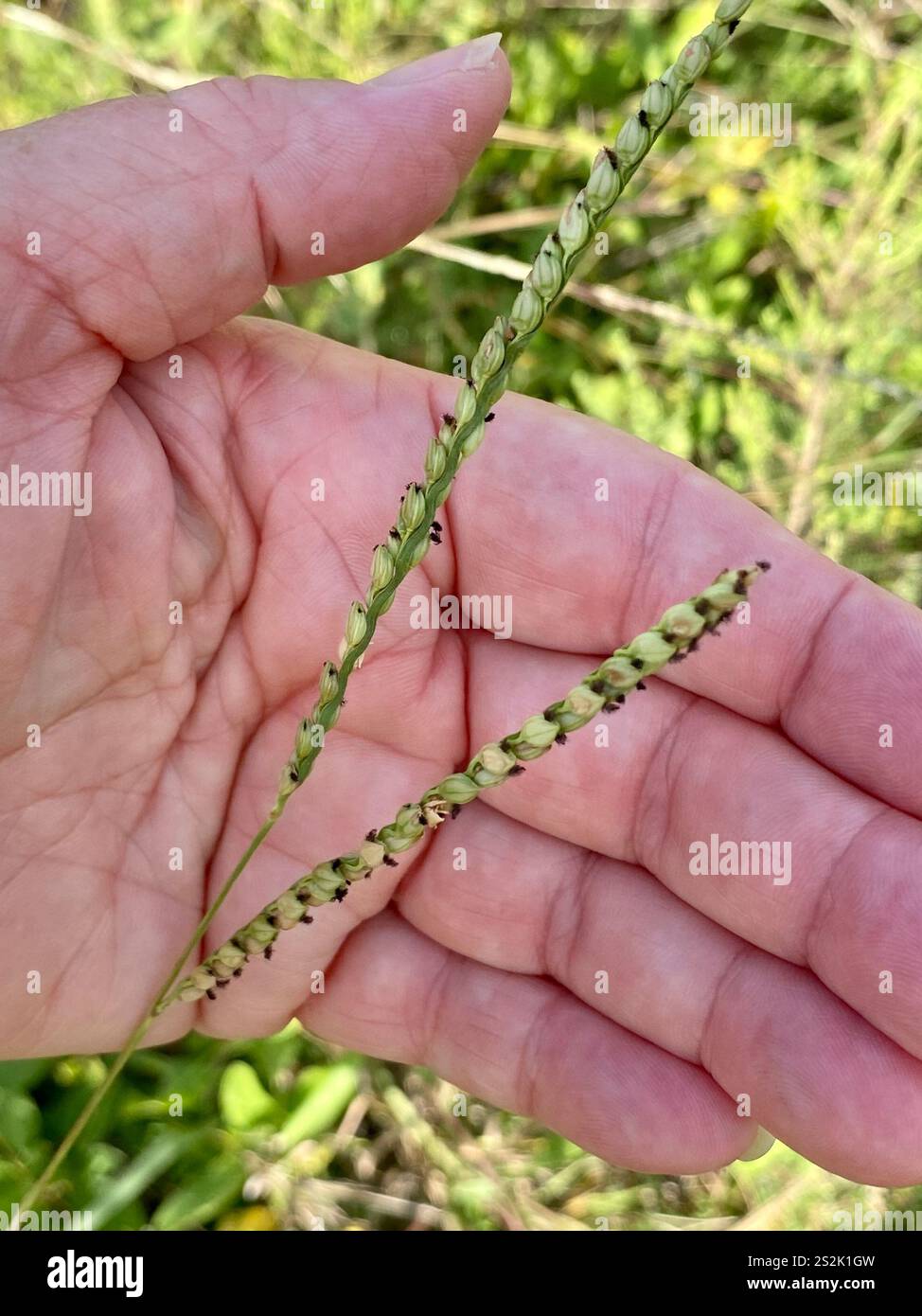 Florida paspalum (Paspalum floridanum Stock Photo - Alamy