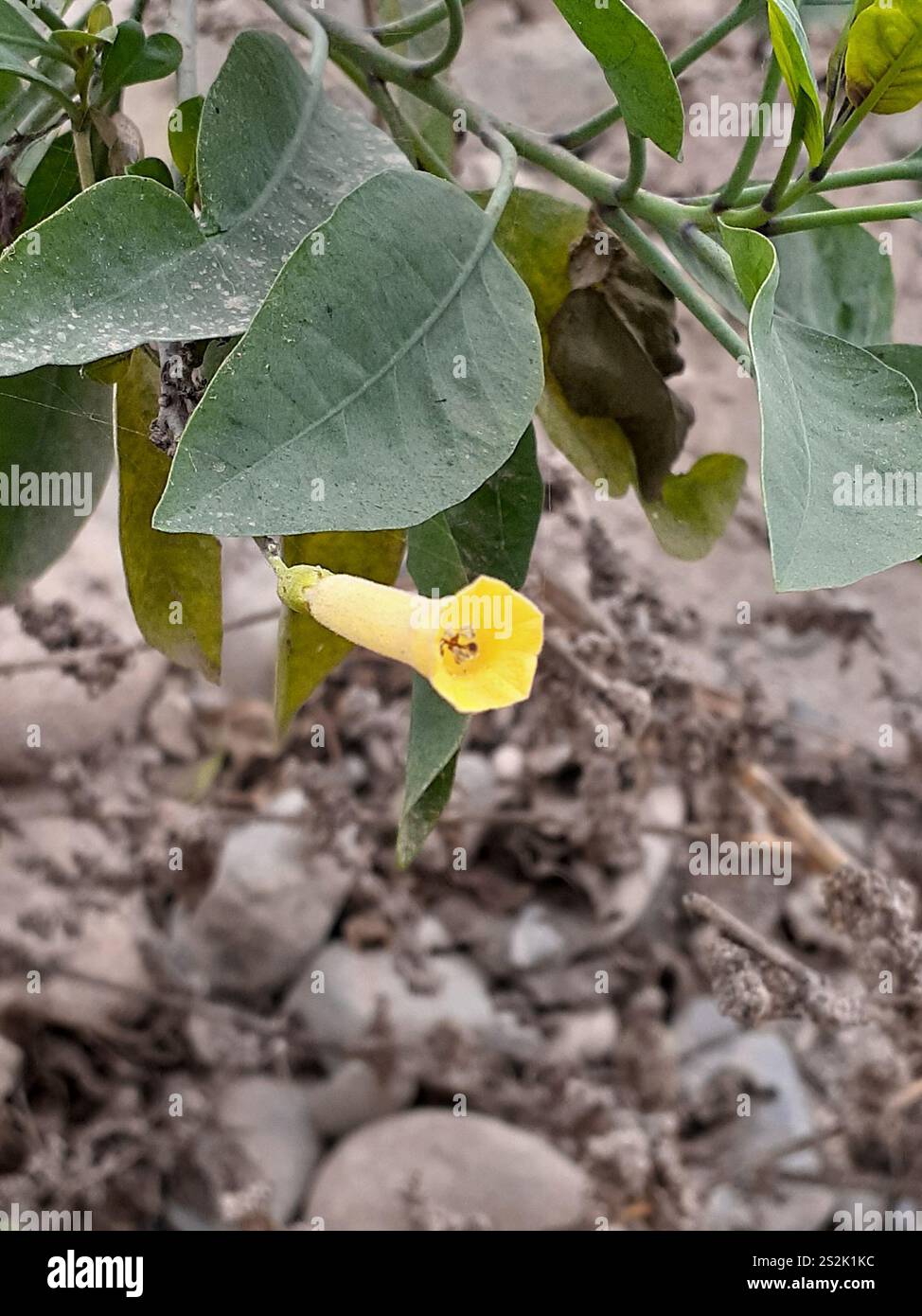 tree tobacco (Nicotiana glauca Stock Photo - Alamy