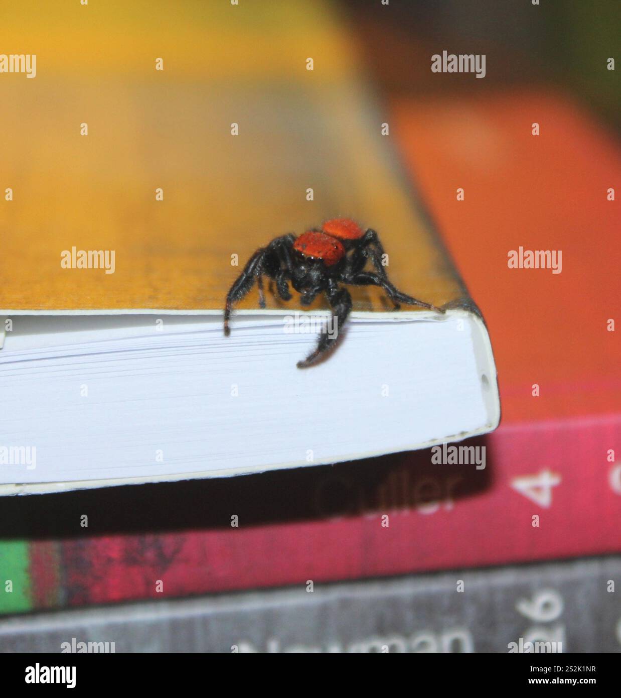 Cardinal Jumping Spider (Phidippus cardinalis Stock Photo - Alamy