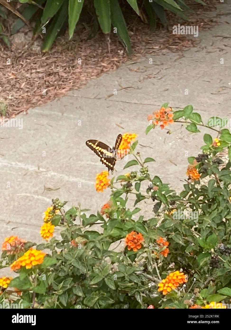 Western Giant Swallowtail (Heraclides rumiko Stock Photo - Alamy