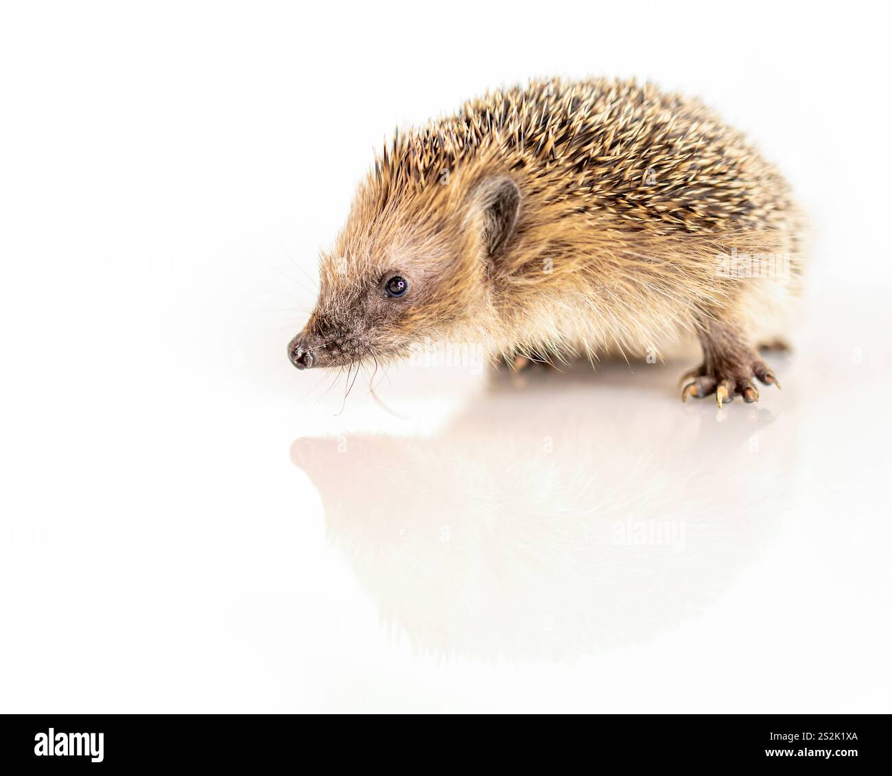 Europähischer Braunbrustiegel Der Igel befand sich zum Zeitpunkt der ...