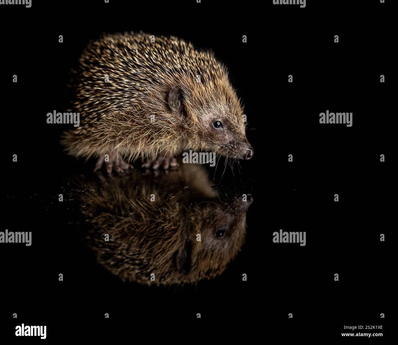 Europähischer Braunbrustiegel Der Igel befand sich zum Zeitpunkt der ...