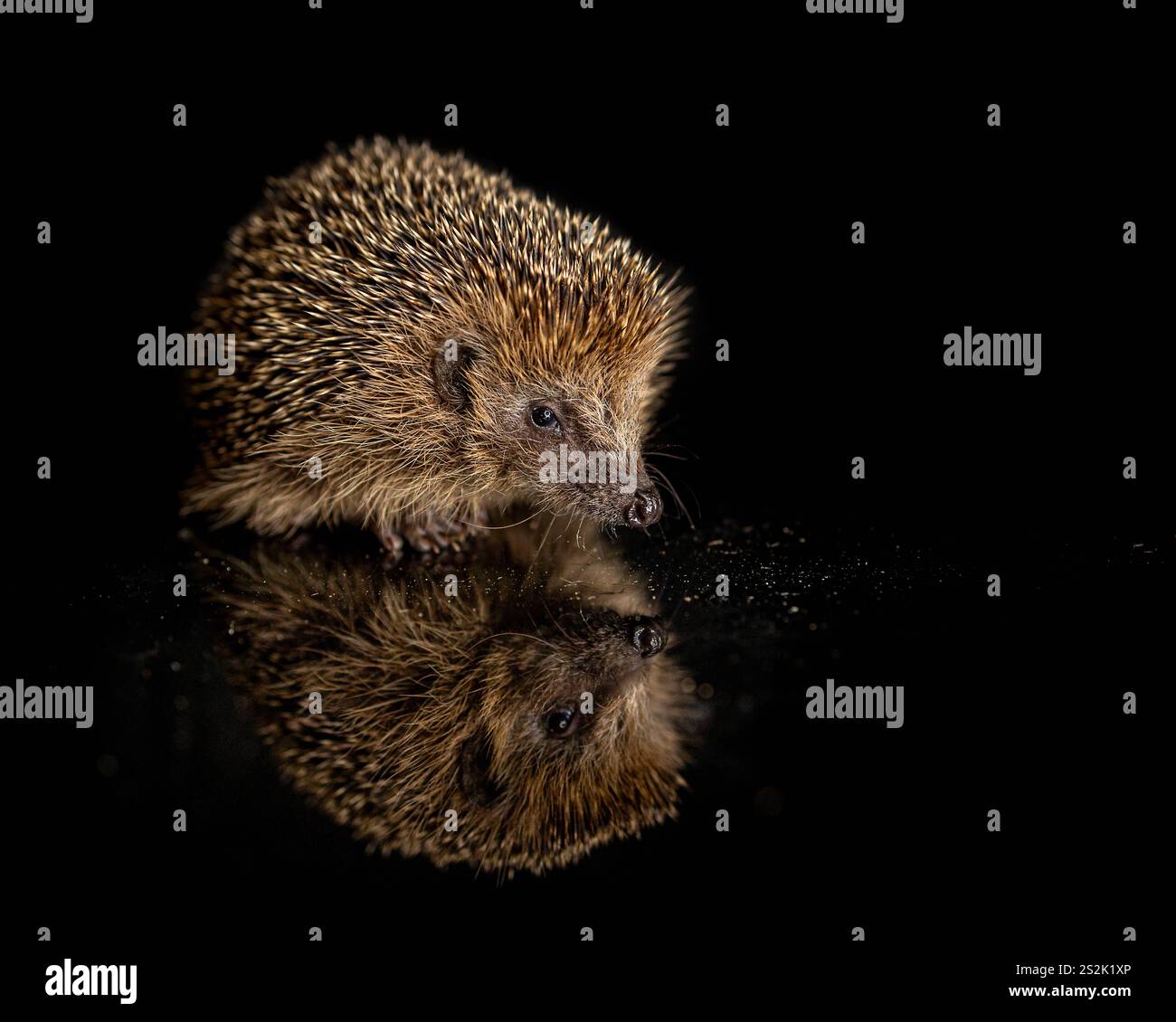 Europähischer Braunbrustiegel Der Igel befand sich zum Zeitpunkt der ...