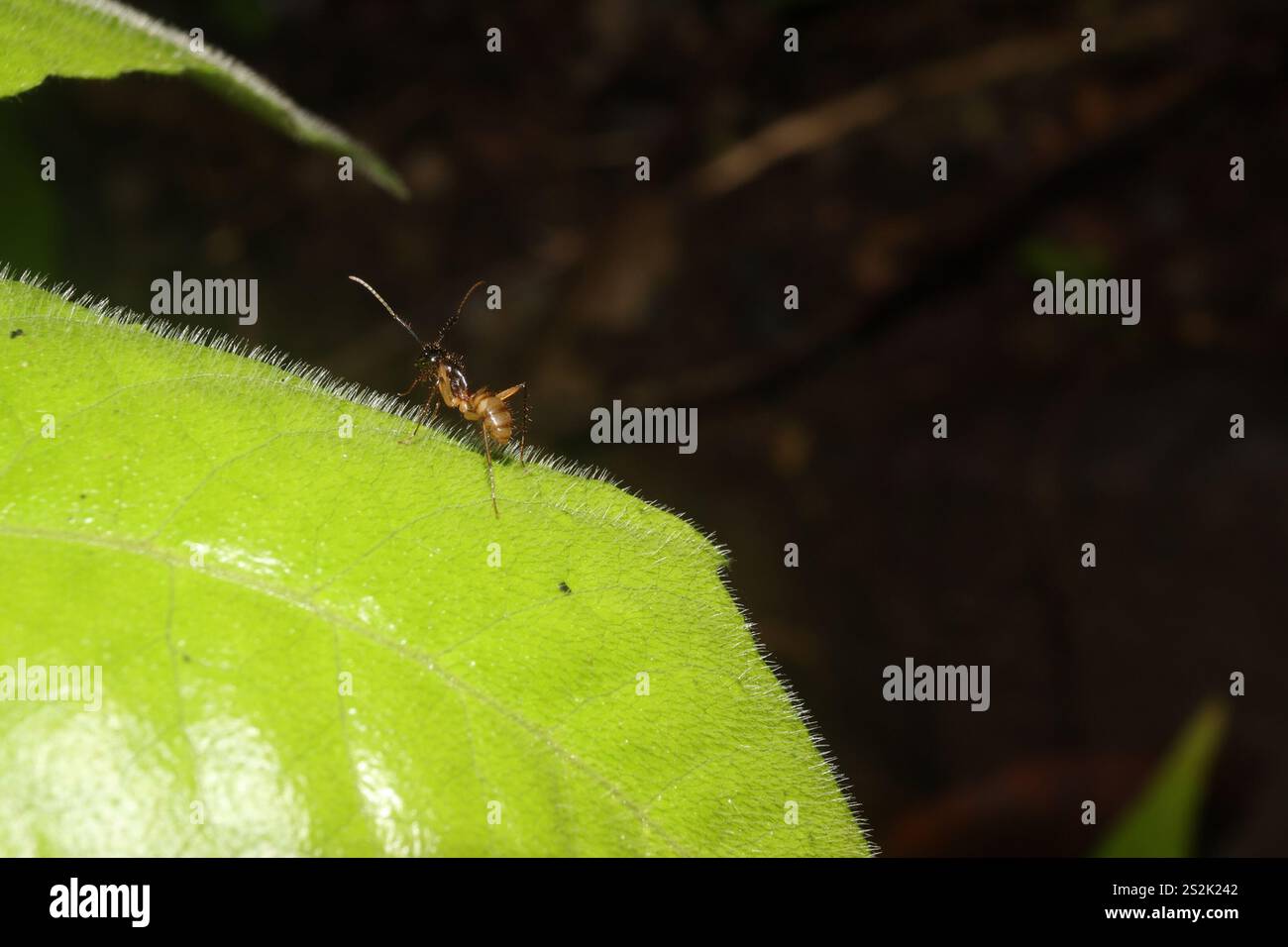 Tropical Carpenter Ant (Camponotus atriceps Stock Photo - Alamy