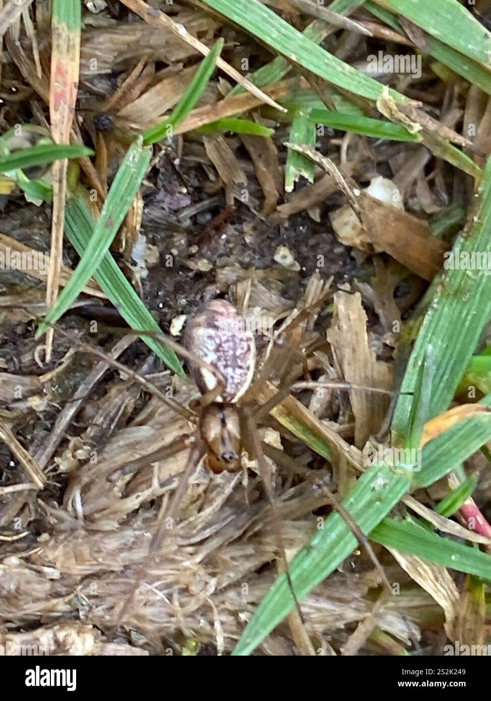 Common sheetweb spider (Linyphia triangularis Stock Photo - Alamy