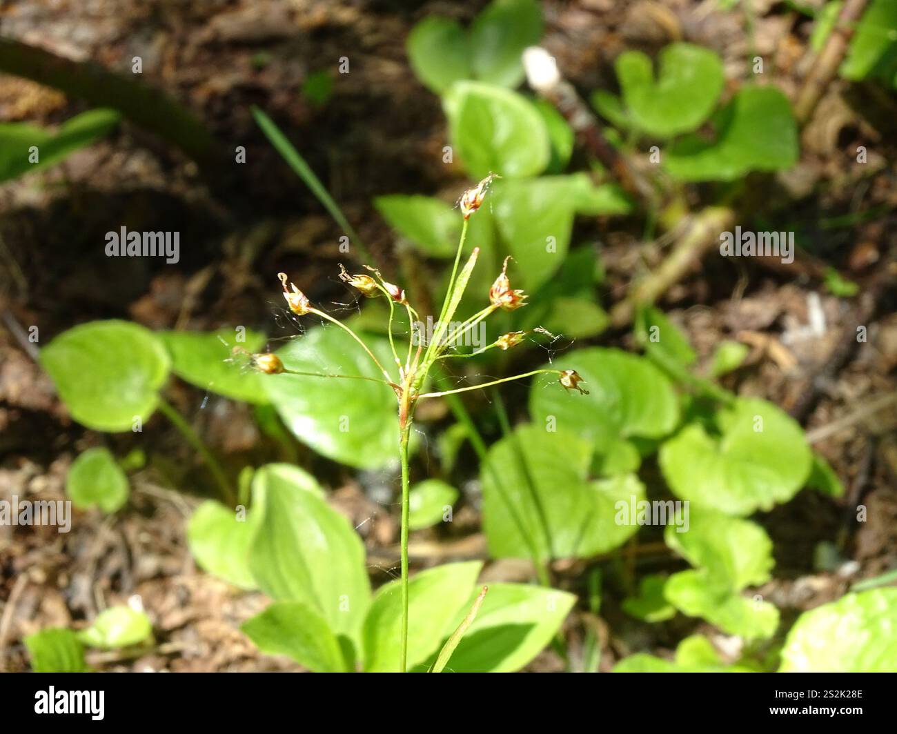 hairy woodrush (Luzula acuminata Stock Photo - Alamy