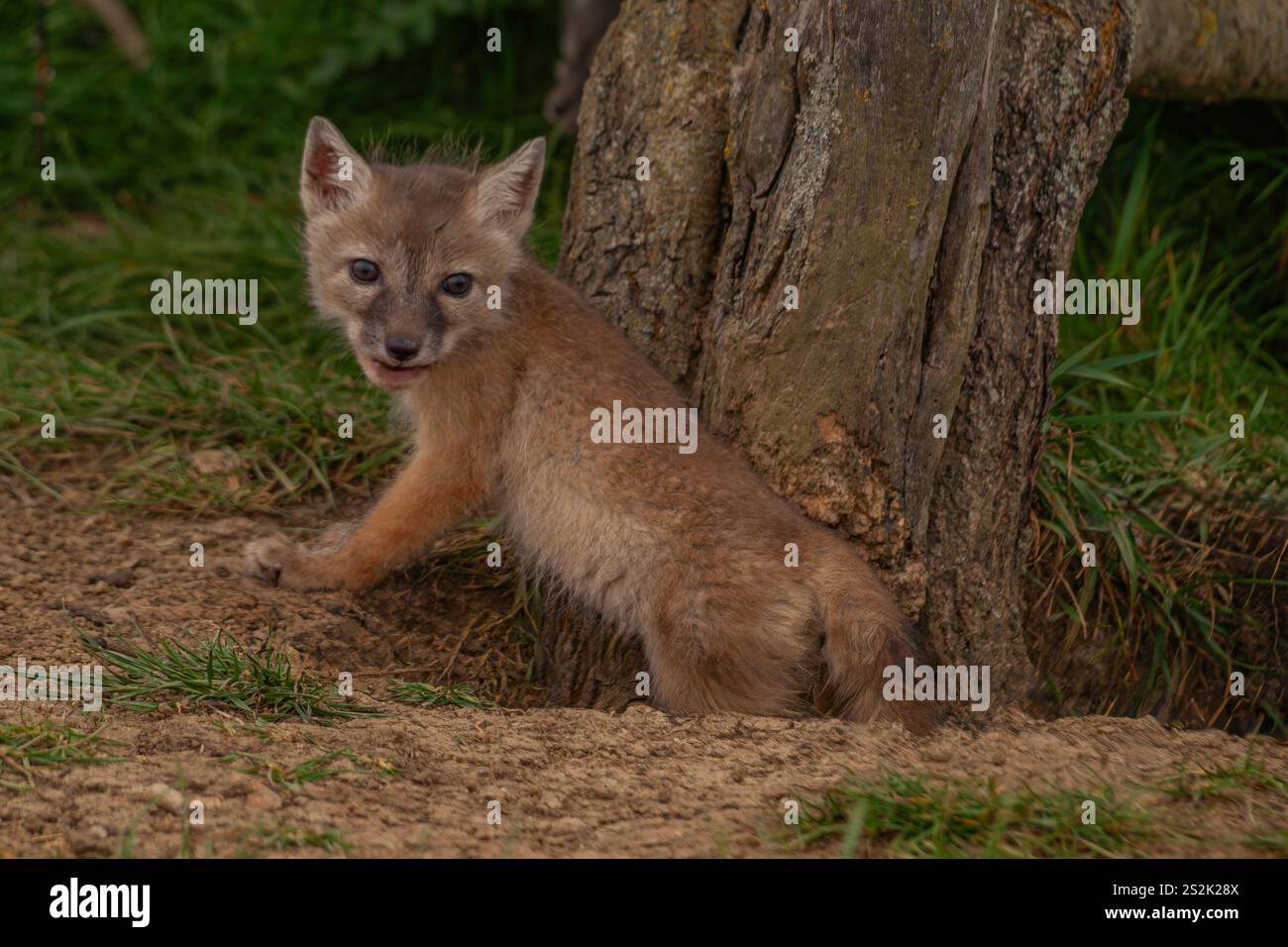 Foxes mating hi-res stock photography and images - Alamy