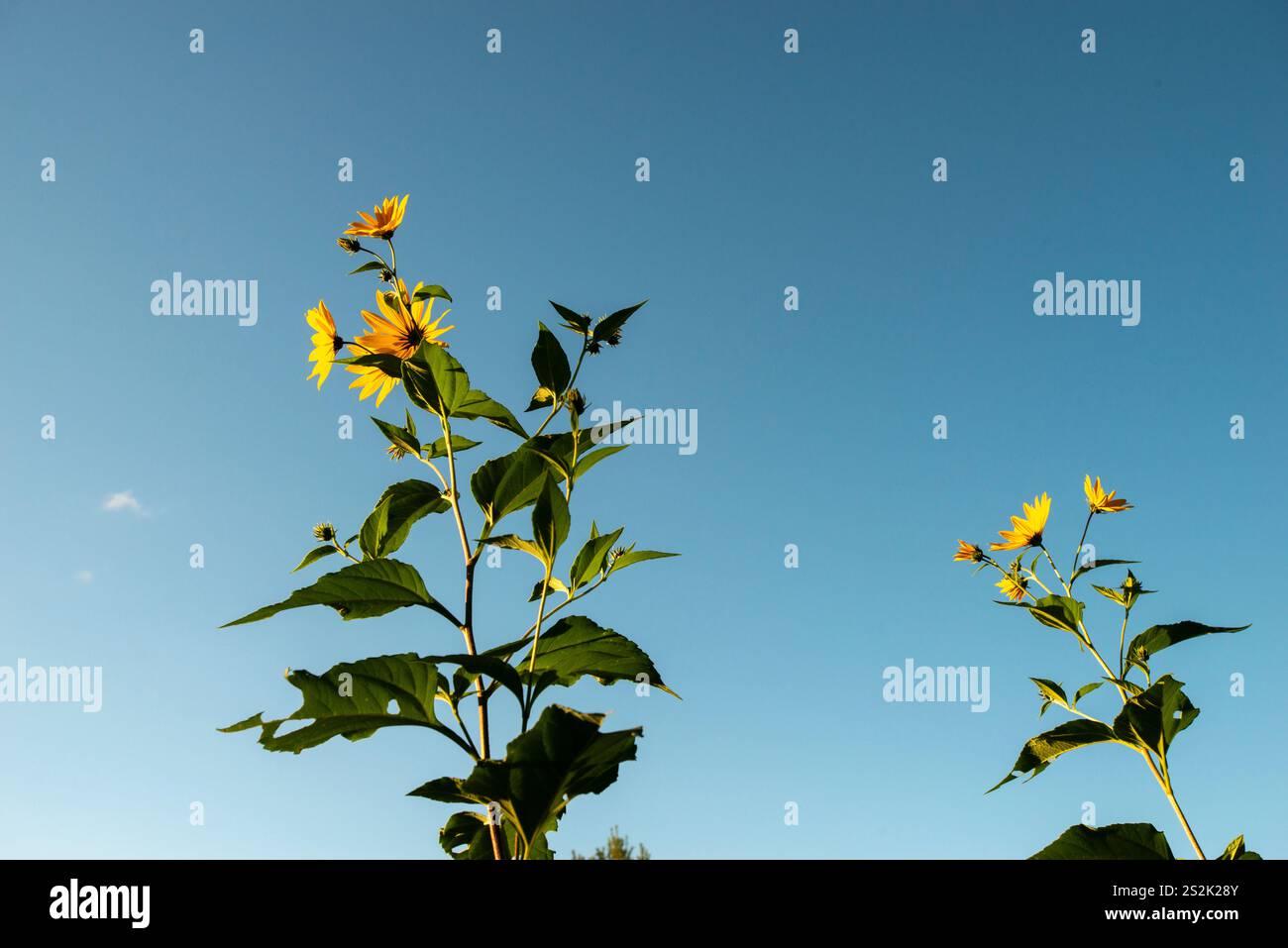 Wild sunflowers growing in a farm field in Ontario, Canada Stock Photo ...