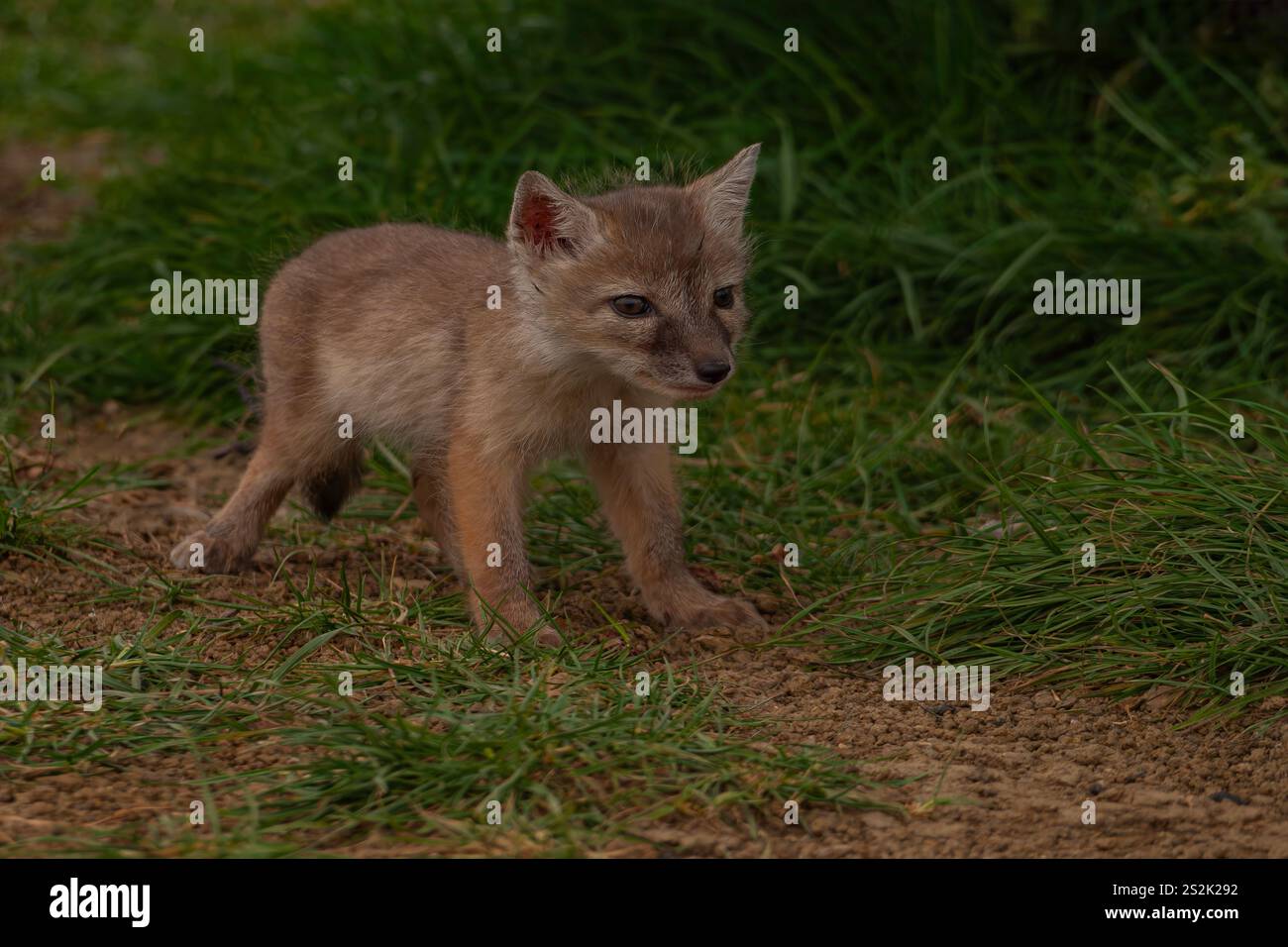 Foxes mating hi-res stock photography and images - Alamy