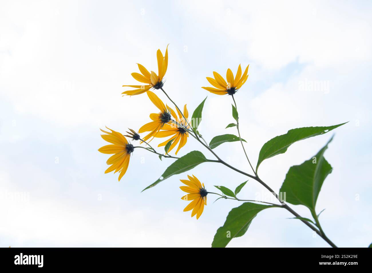Wild sunflowers growing in a farm field in Ontario, Canada Stock Photo ...