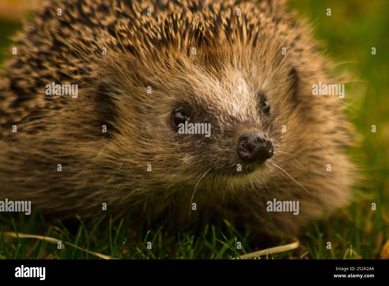 Europähischer Braunbrustiegel Der Igel Befand Sich Zum Zeitpunkt Der