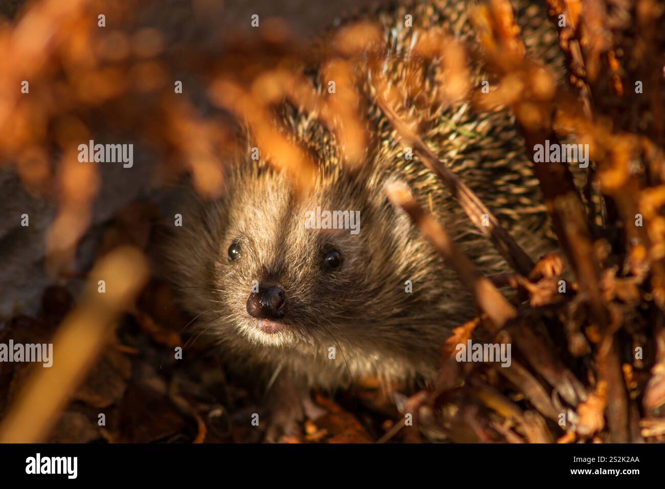 Europähischer Braunbrustiegel Der Igel befand sich zum Zeitpunkt der ...