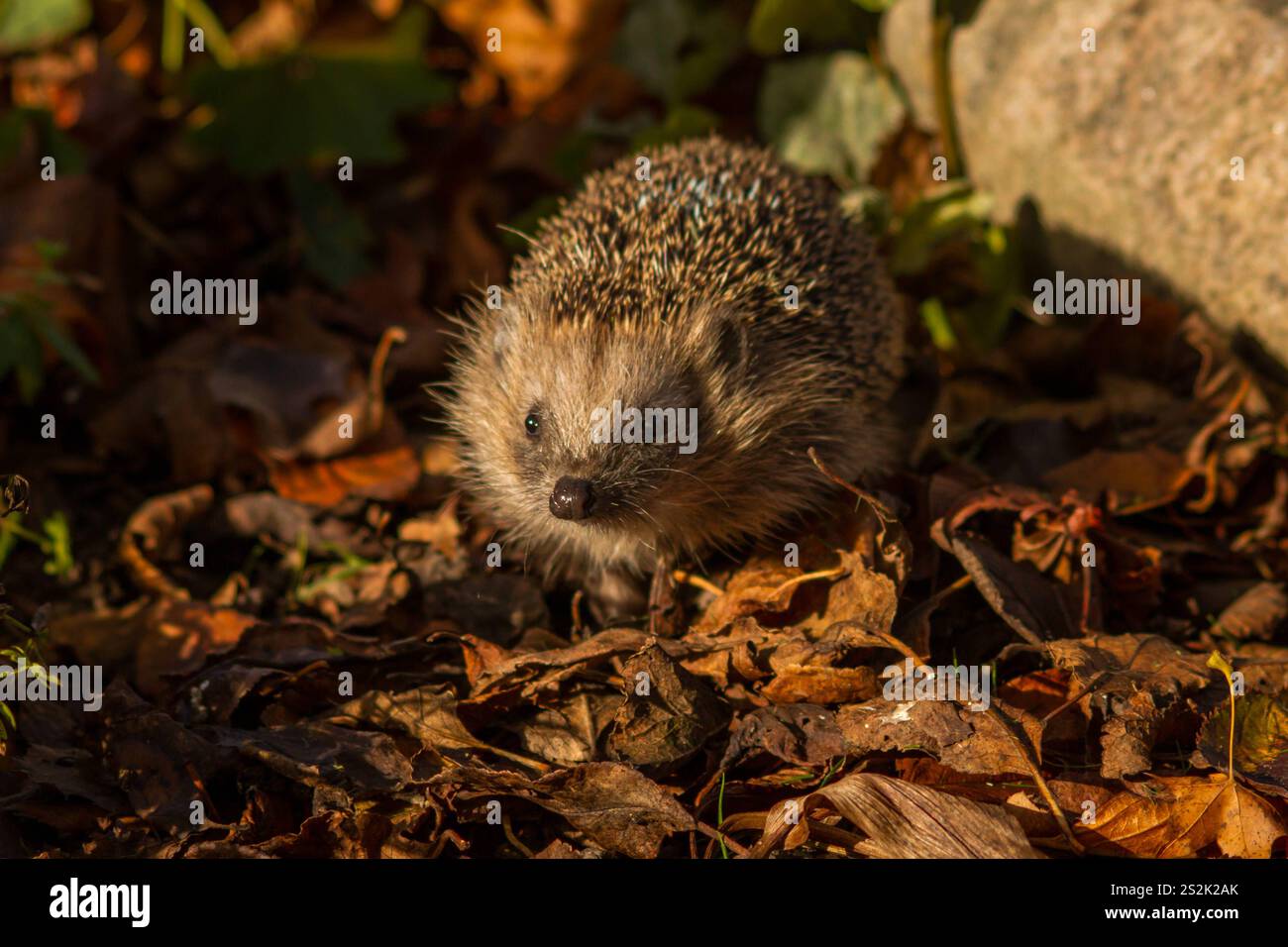 Europähischer Braunbrustiegel Der Igel befand sich zum Zeitpunkt der ...