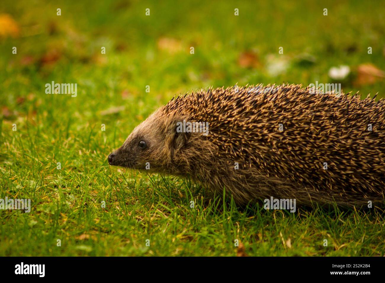 Europähischer Braunbrustiegel Der Igel befand sich zum Zeitpunkt der ...