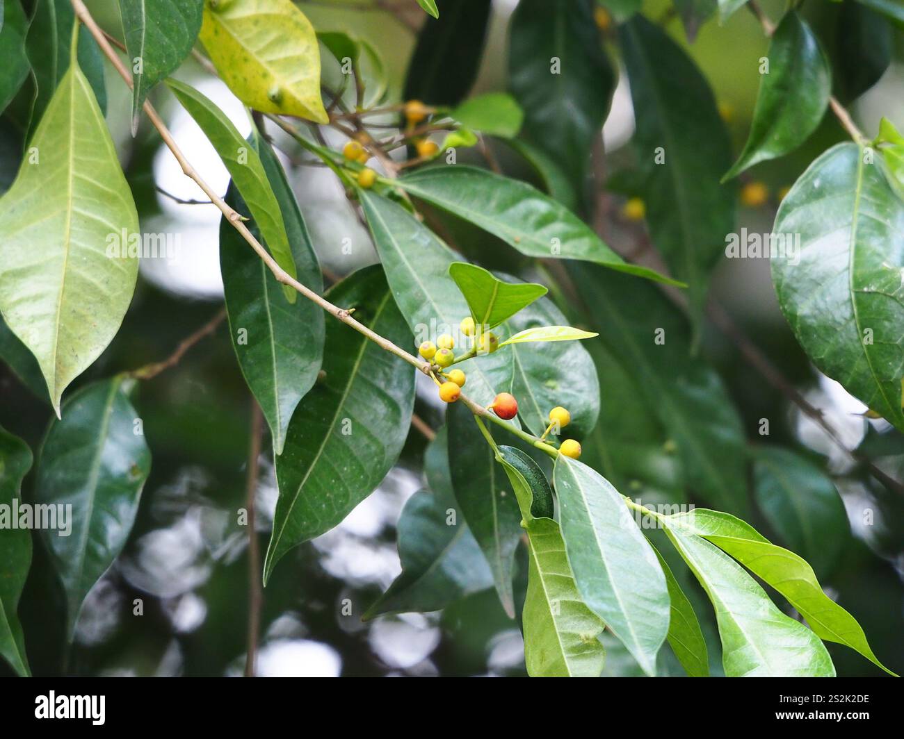 King's Fig (Ficus ampelos Stock Photo - Alamy