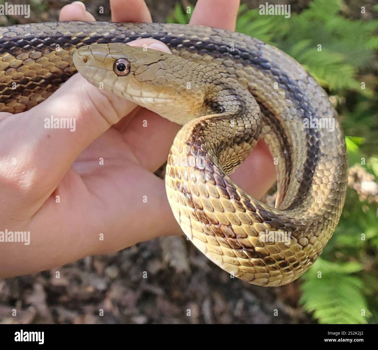 Eastern Ratsnake (Pantherophis alleghaniensis Stock Photo - Alamy