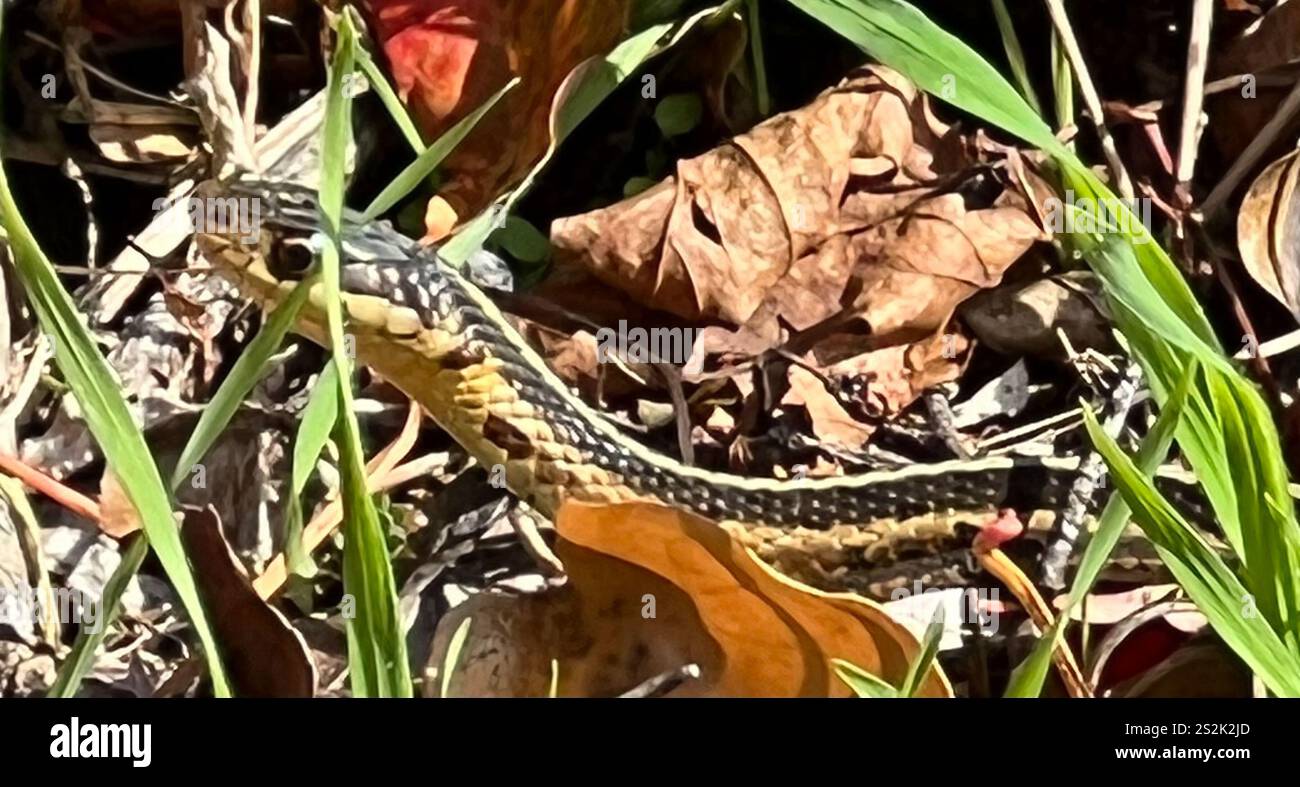 Common Garter Snake (Thamnophis sirtalis Stock Photo - Alamy