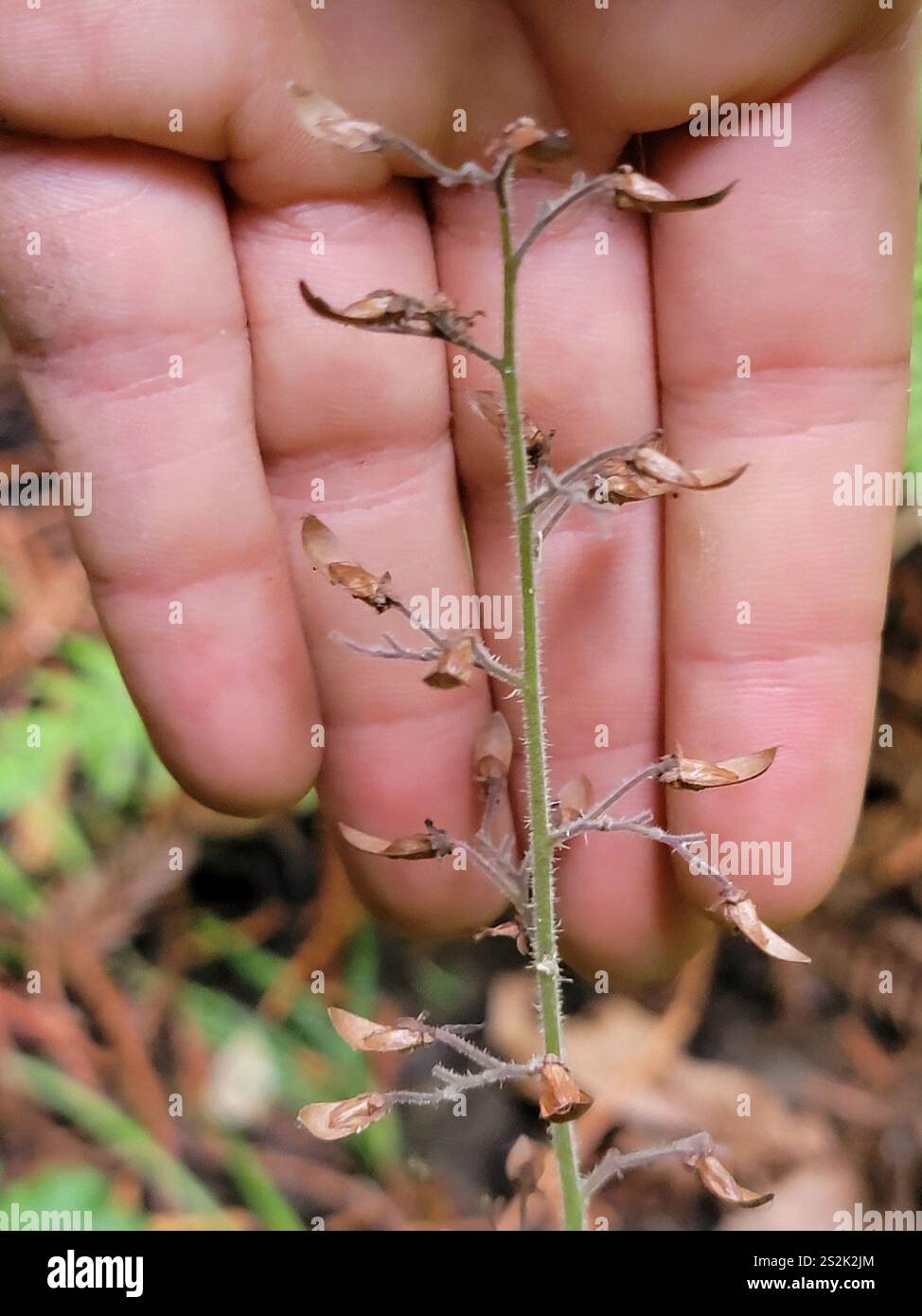 Oneleaf Foamflower (Tiarella trifoliata unifoliata Stock Photo - Alamy
