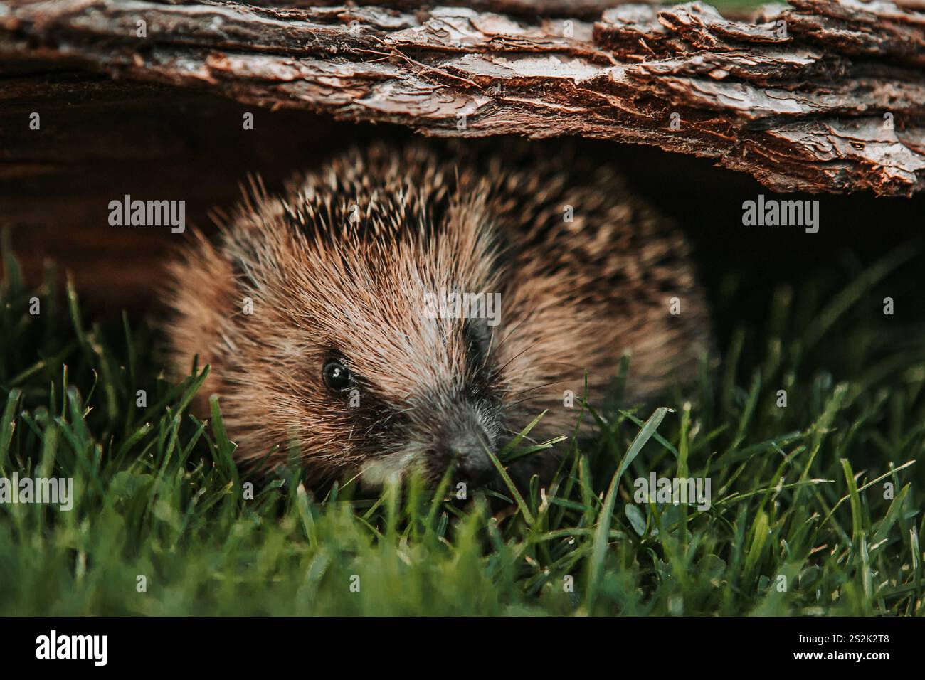Europähischer Braunbrustiegel Der Igel befand sich zum Zeitpunkt der ...