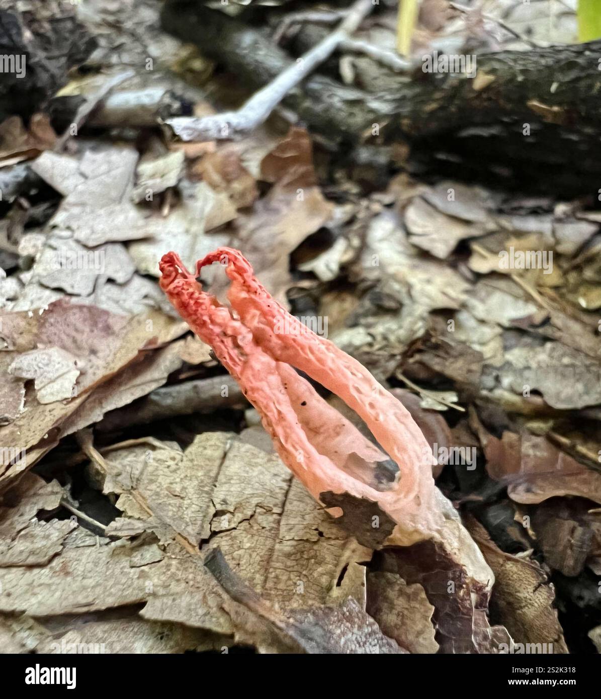 stinky squid (Pseudocolus fusiformis Stock Photo - Alamy