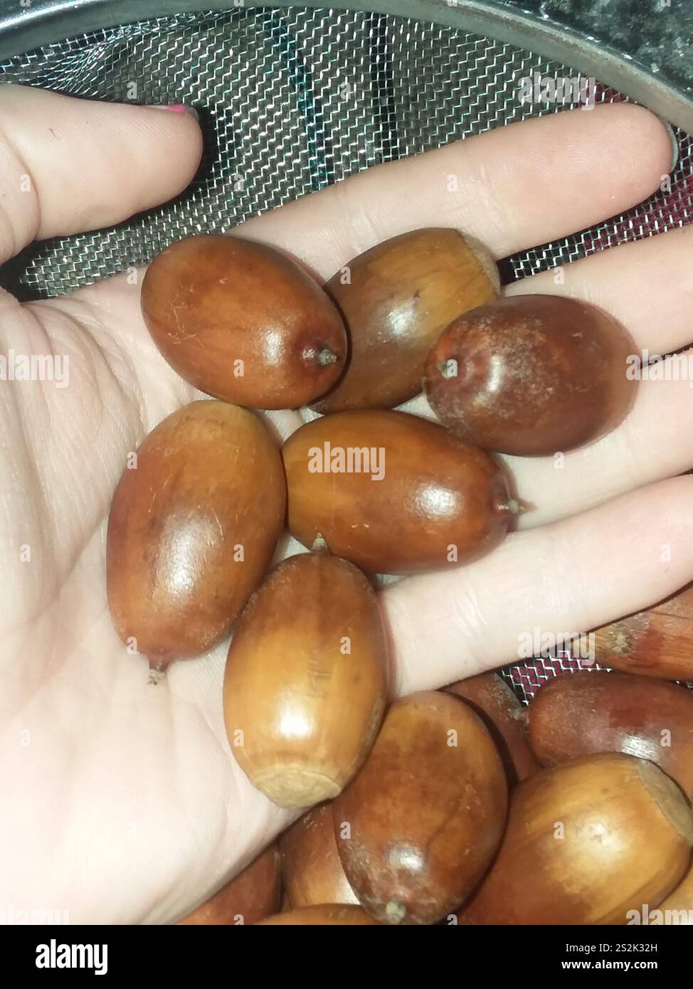 swamp chestnut oak (Quercus michauxii Stock Photo - Alamy