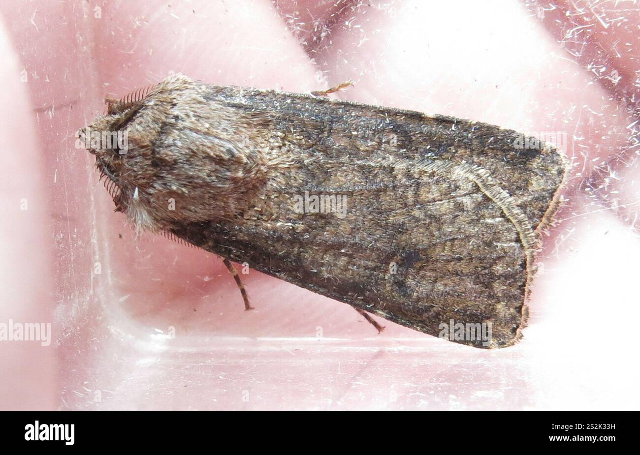 Turnip Moth (Agrotis segetum Stock Photo - Alamy