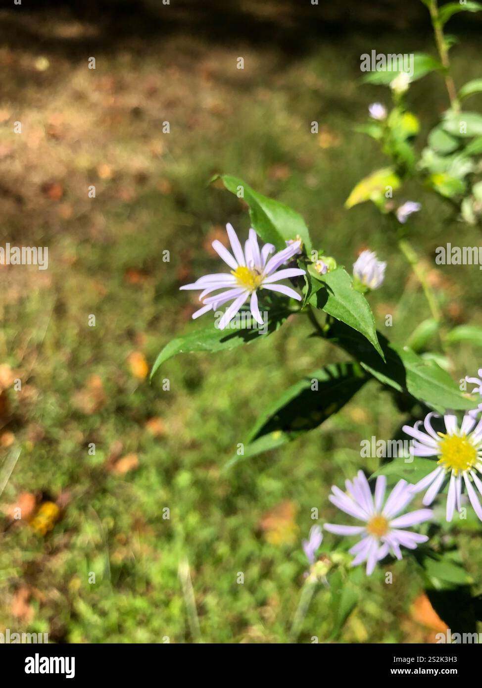 common swamp aster (Symphyotrichum puniceum puniceum Stock Photo - Alamy
