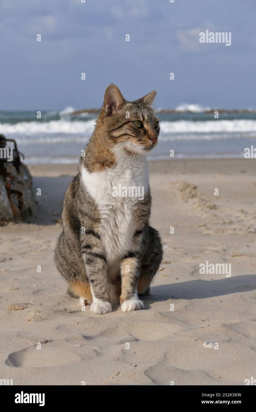 Cat sitting on the beach by the sea. Cute tabby cat sitting on the sand ...