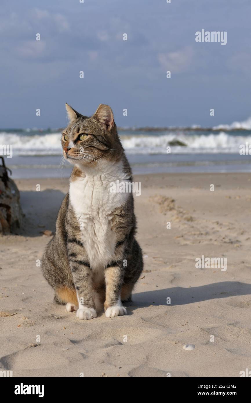 Cat sitting on the beach by the sea. Cute tabby cat sitting on the sand ...