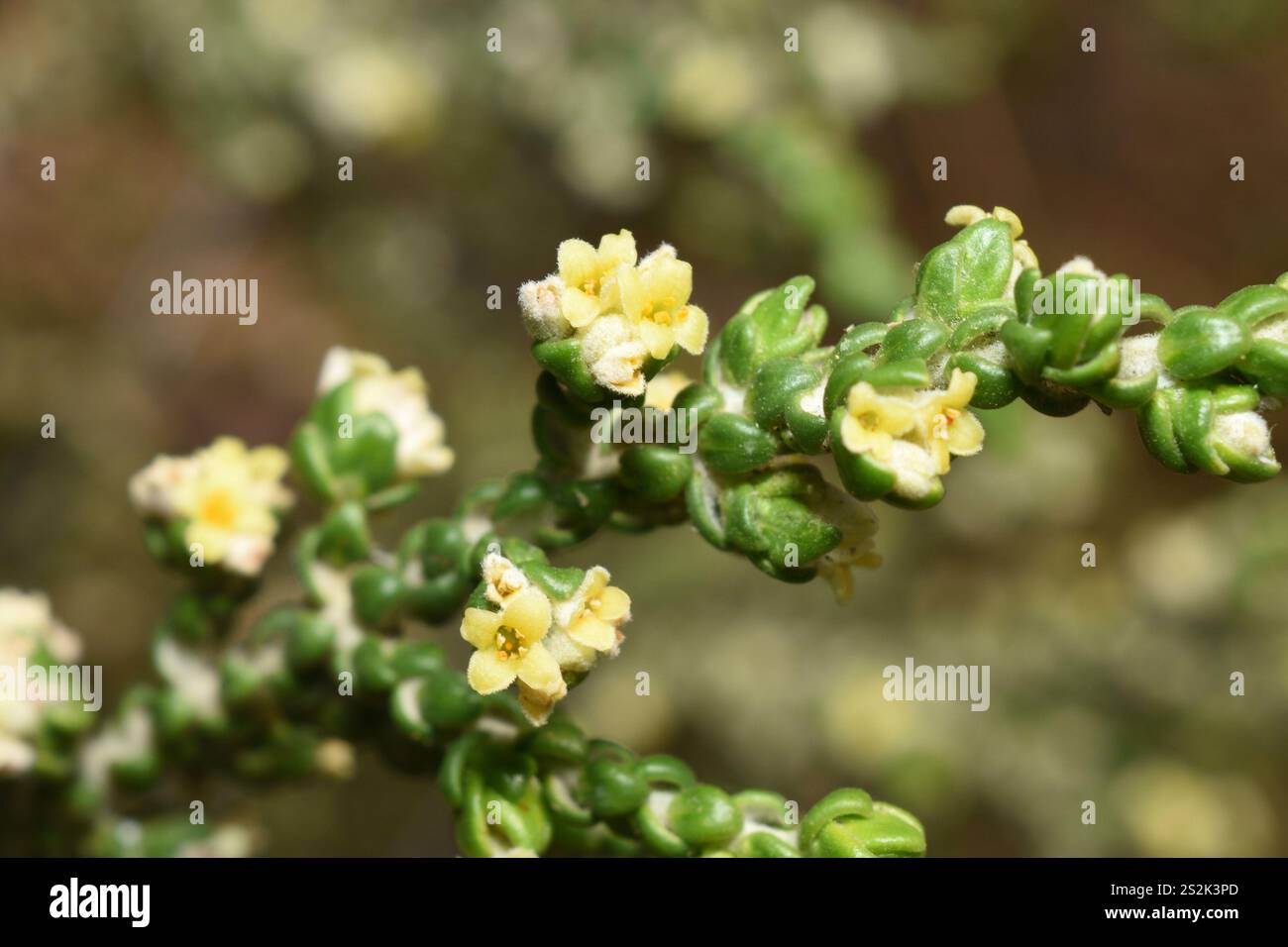 Mitnan (Thymelaea hirsuta Stock Photo - Alamy