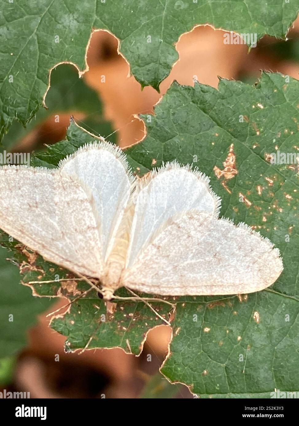 Northern Winter Moth (Operophtera fagata Stock Photo - Alamy