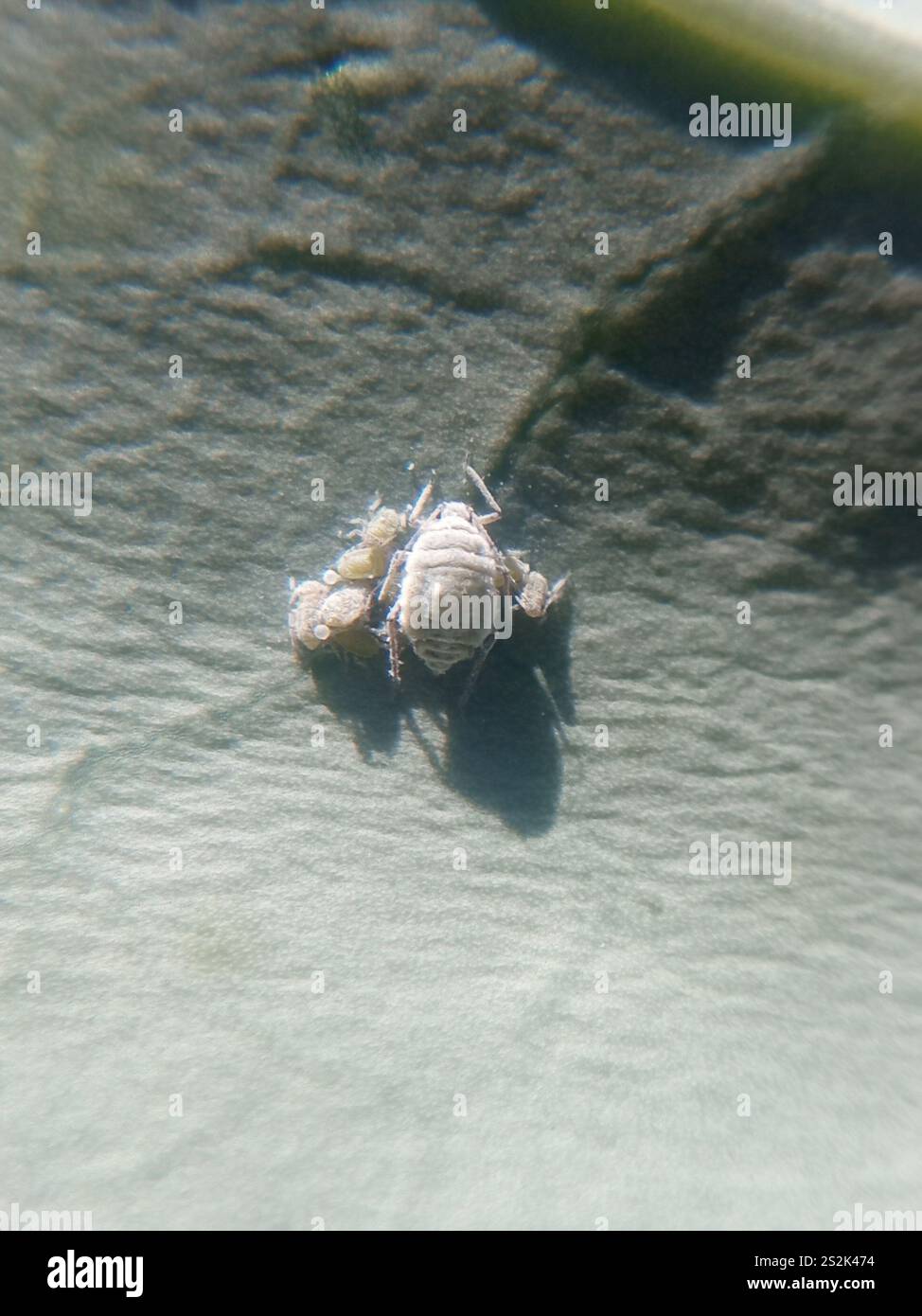 Cabbage Aphid (Brevicoryne brassicae Stock Photo - Alamy