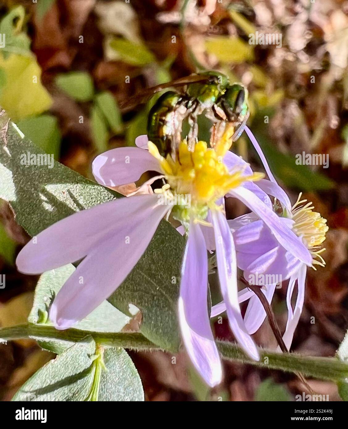 common American asters (Symphyotrichum Stock Photo - Alamy