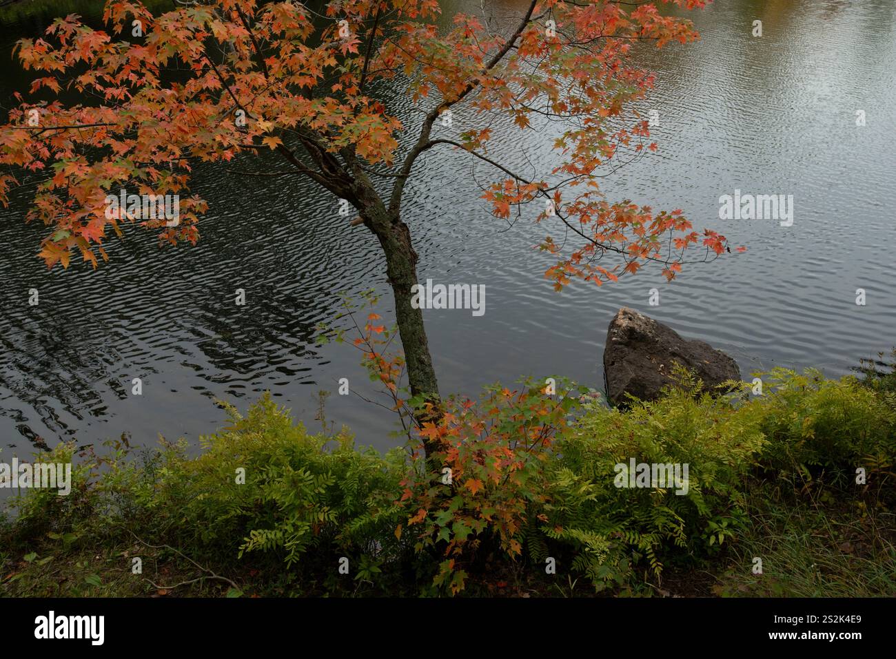 Autumn deciduous trees in full colour in Ontario Stock Photo - Alamy