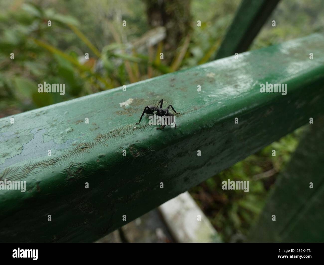 Common Giant Turtle Ant (Cephalotes atratus Stock Photo - Alamy