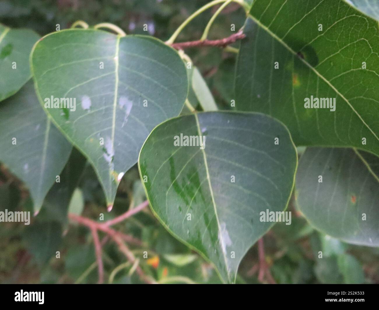 Chinese Tallow (Triadica sebifera Stock Photo - Alamy