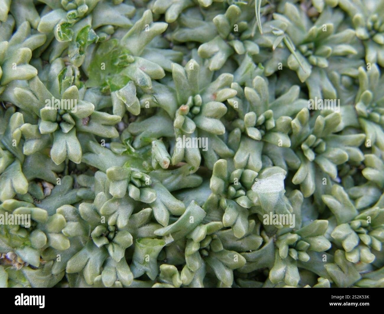 Bolax hi-res stock photography and images - Alamy