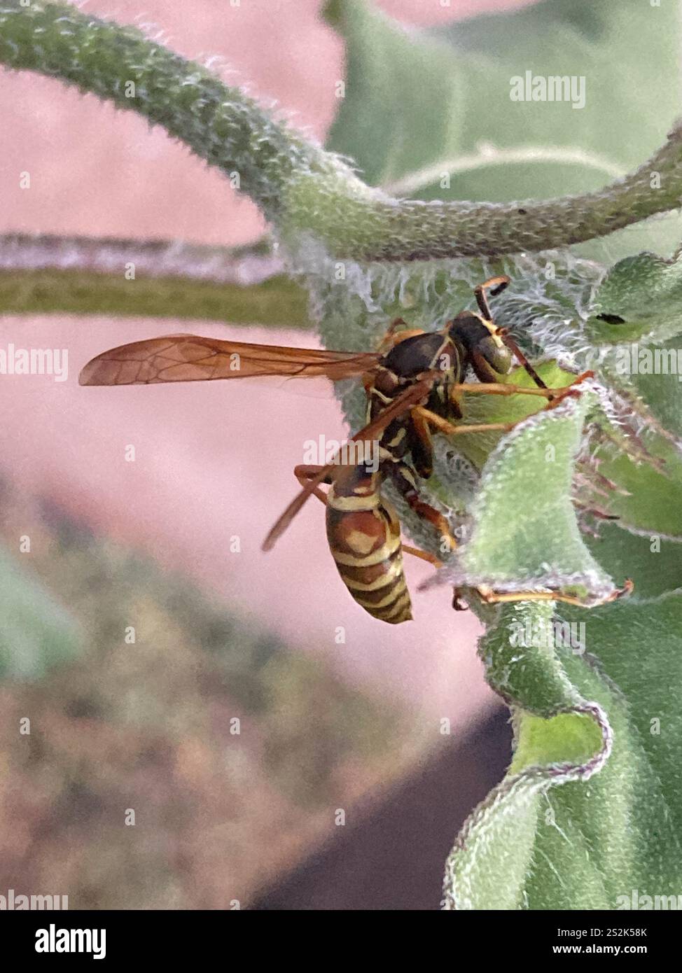 Northern Paper Wasp (Polistes fuscatus Stock Photo - Alamy