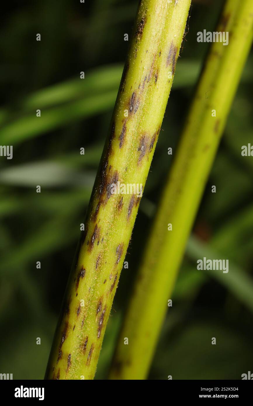 Map of bracken hi-res stock photography and images - Alamy