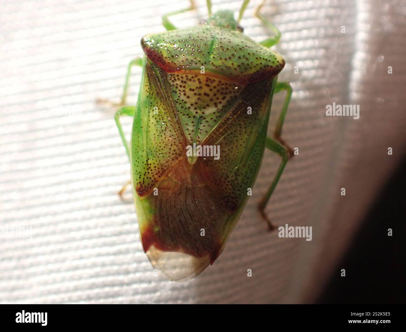 Red-cross Shield Bug (Elasmostethus cruciatus Stock Photo - Alamy