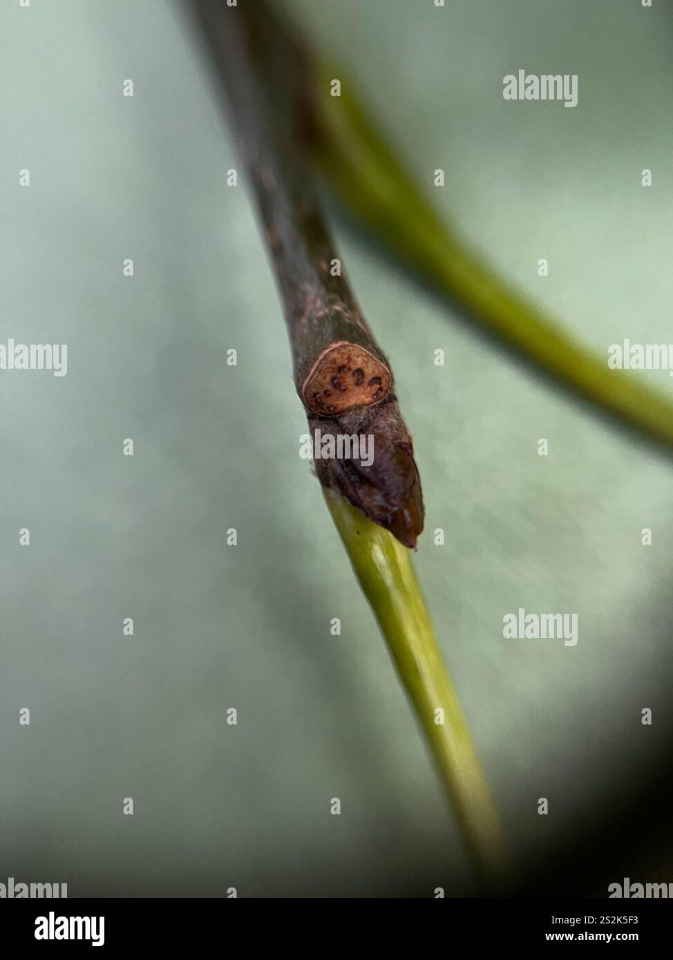 Swamp Cottonwood (Populus heterophylla Stock Photo - Alamy