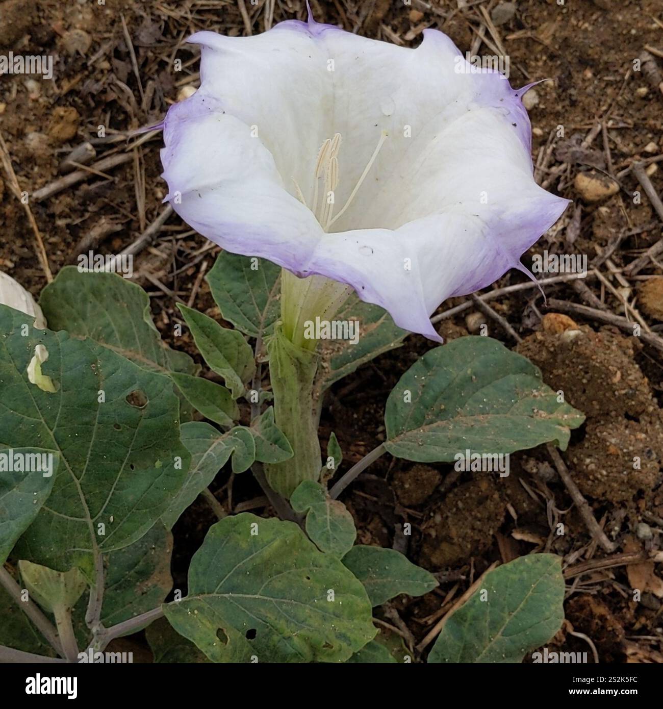 Sacred Datura (Datura wrightii Stock Photo - Alamy