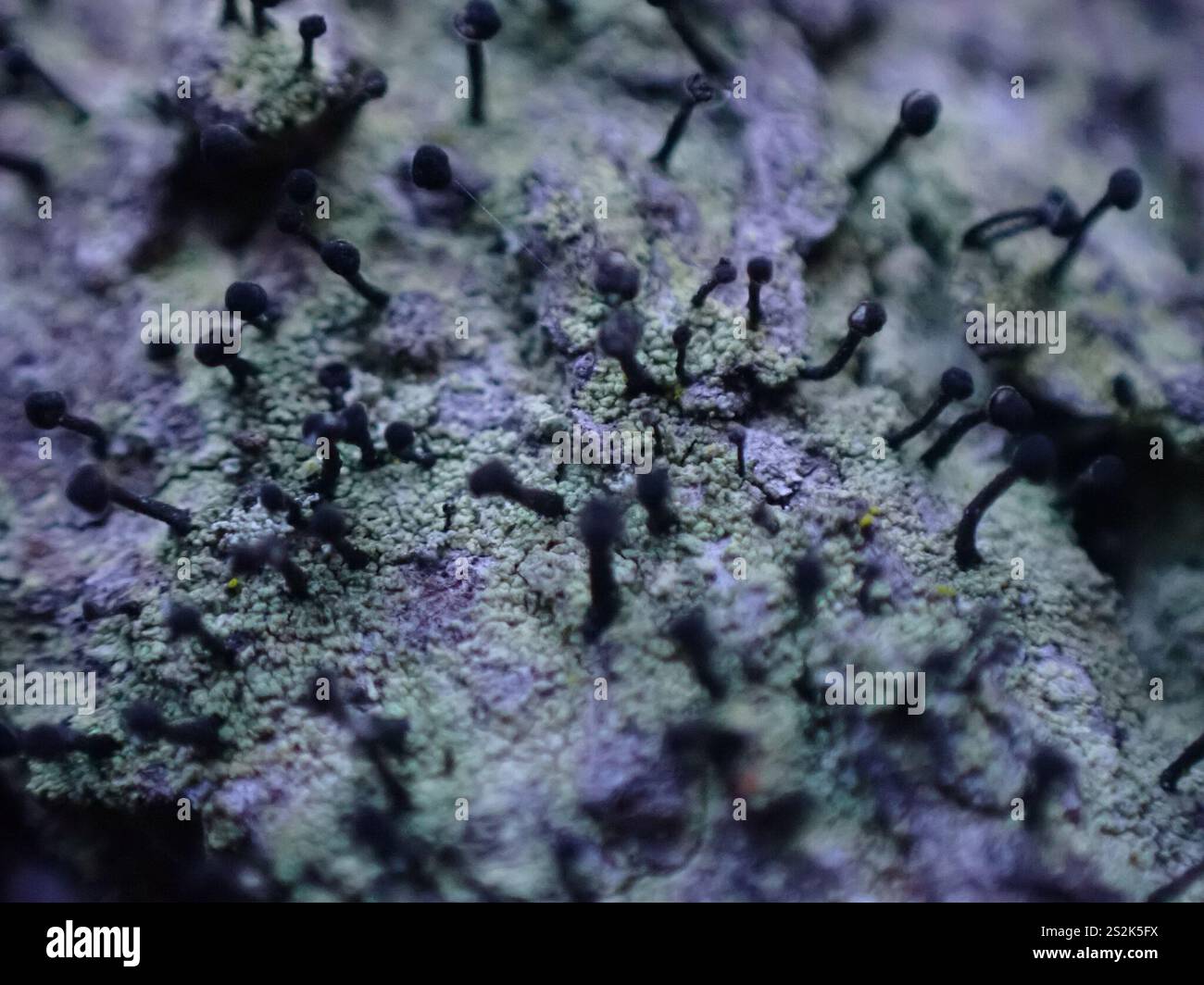 Green Stubble Lichen (Calicium viride Stock Photo - Alamy