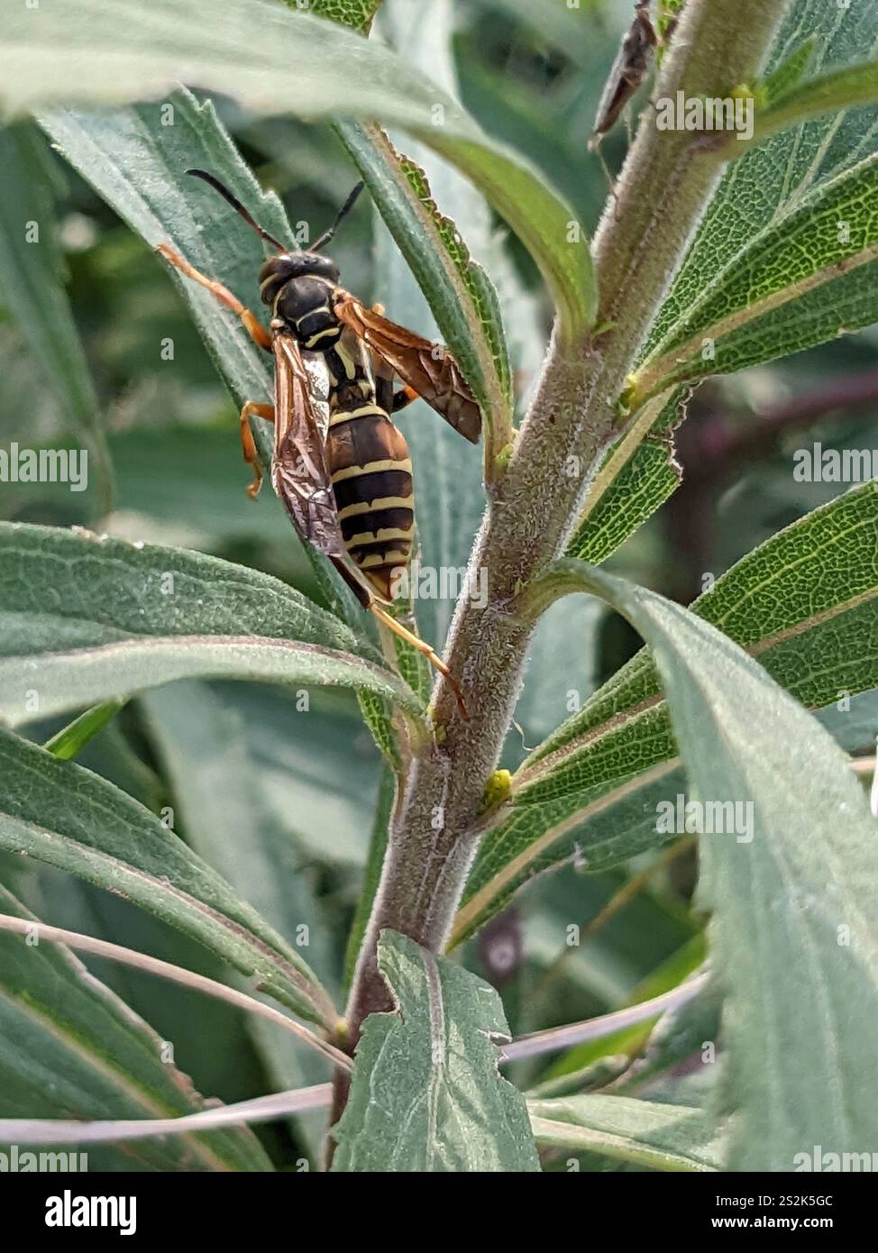 Northern Paper Wasp (Polistes fuscatus Stock Photo - Alamy