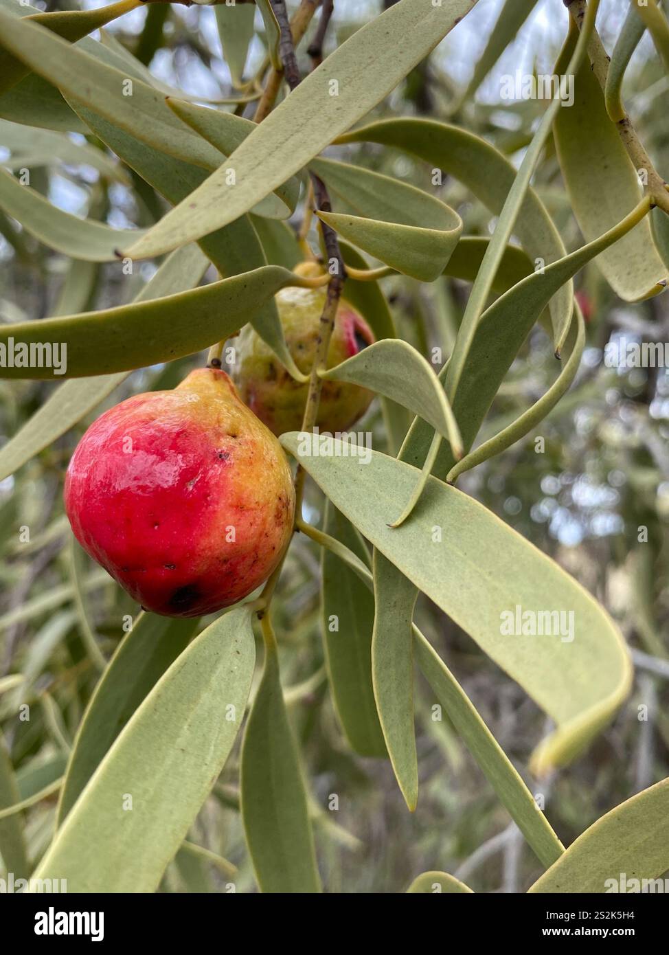 Desert Quandong (Santalum acuminatum Stock Photo - Alamy
